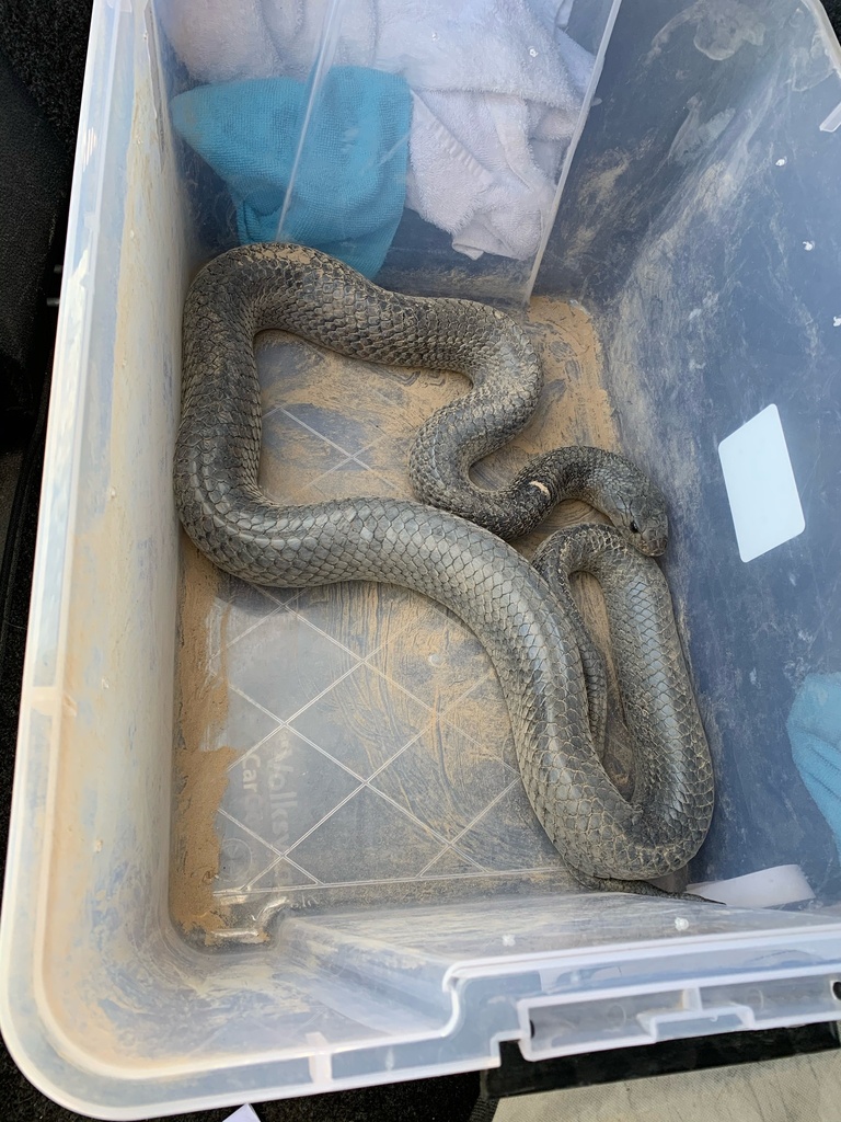 Texas Indigo Snake in November 2020 by gsherman15. Individual captured ...