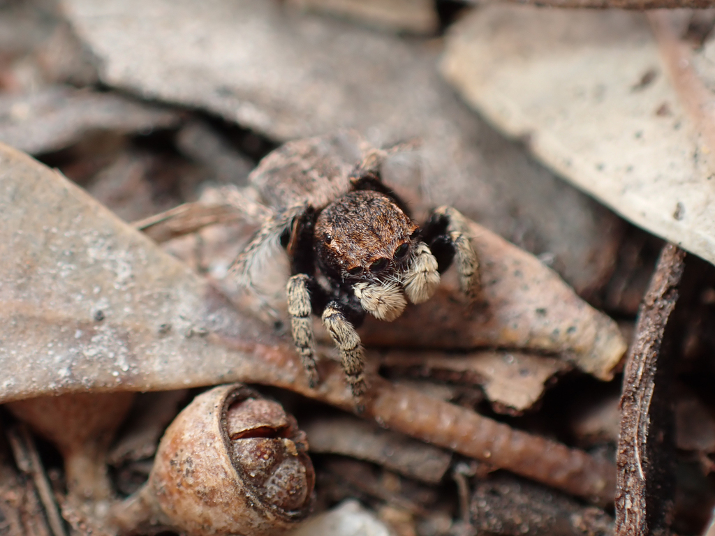 Bat-like Peacock Spider from Stockwell SA 5355, Australia on September ...