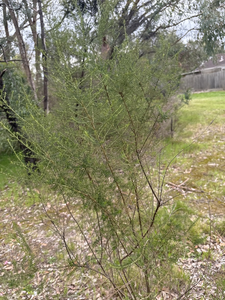 Sifton Bush from Indra Rd, Blackburn South, VIC, AU on September 20 ...