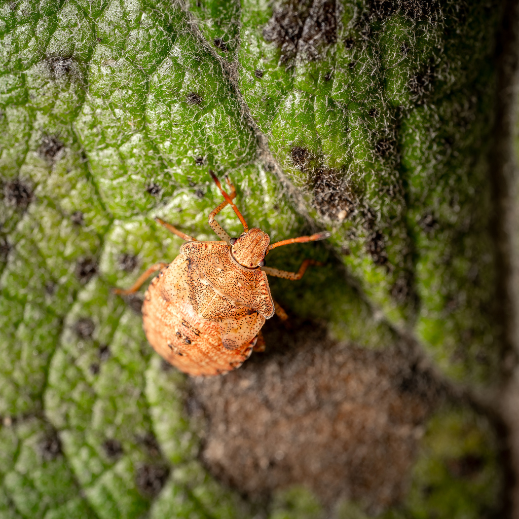 Carpocorini from Picardo Farm P-Patch Community Garden, 8040 25th Ave ...