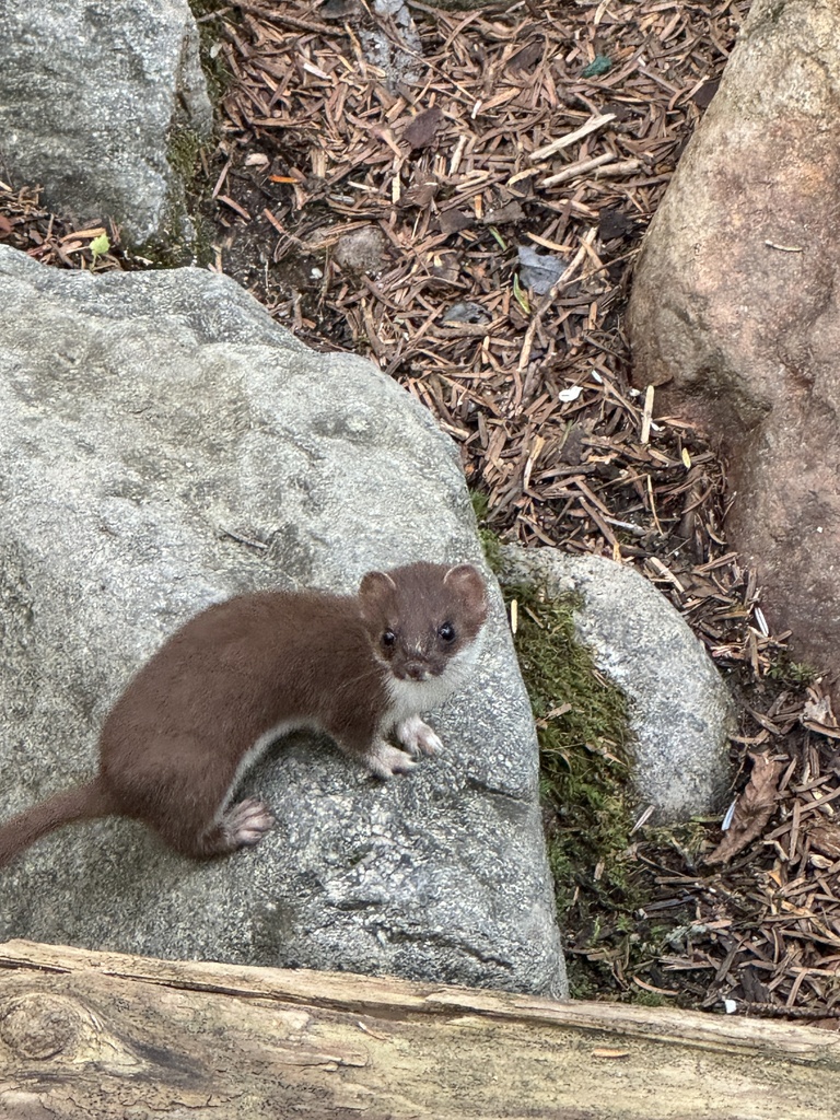Hondo Stoat (Mustela erminea nippon) - Know Your Mammals