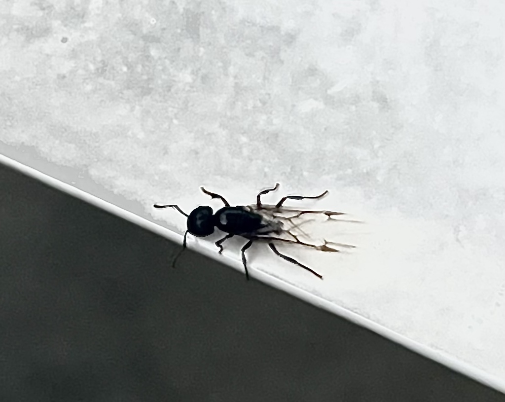 Eastern Black Carpenter Ant from Magnolia Ct, Little Egg Harbor Twp, NJ ...