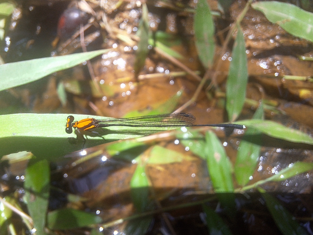 Prodasineura dorsalis from Senyiur, Kec. Muara Ancalong, Kabupaten ...