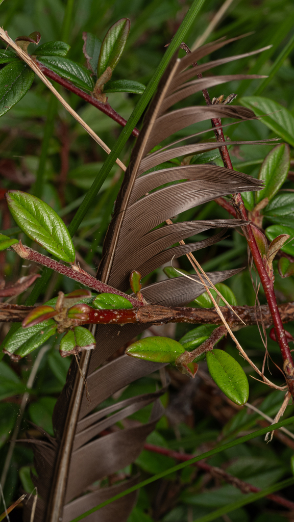 Birds in September 2024 by Alan Yoshioka · iNaturalist