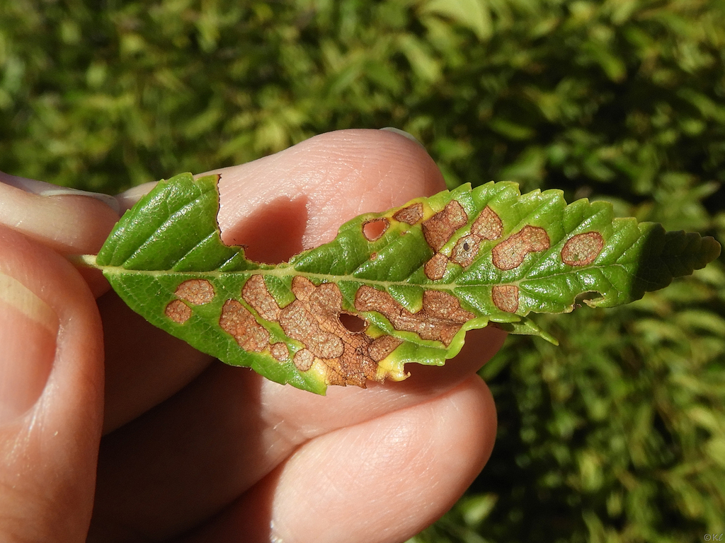 Elm Leaf Beetle from Dunnell Nature Park, Fairfield, California on ...