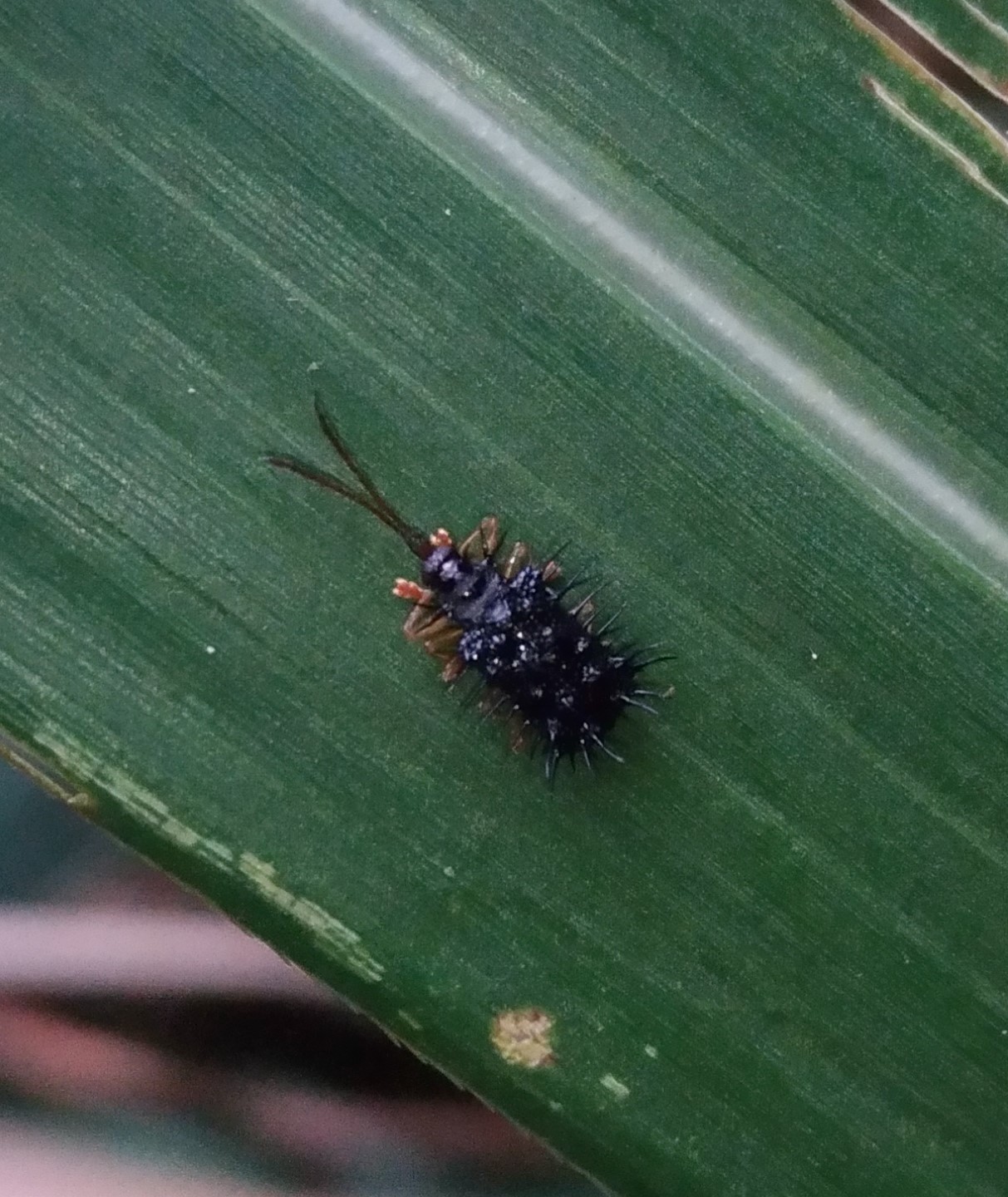 Dactylispa sauteri Uhmann, 1927