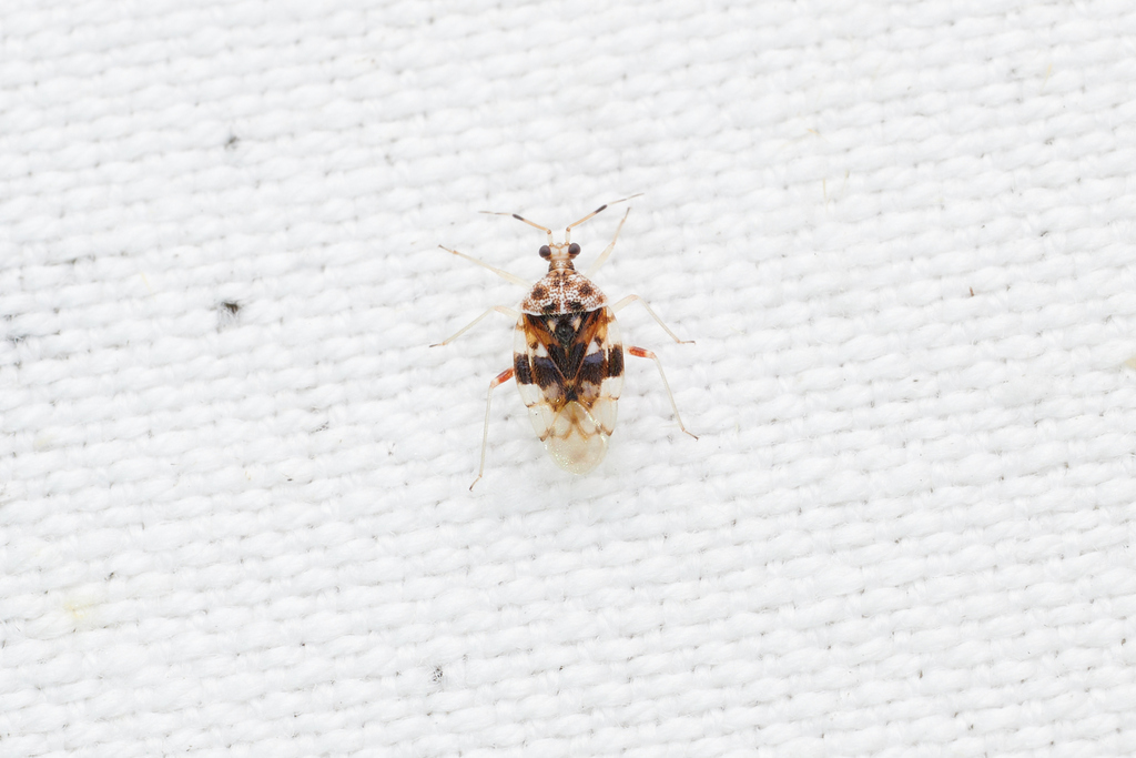 Stethoconus japonicus from 中国杭州市临安区顺溪坞 邮政编码: 311323 on July 26, 2024 at ...