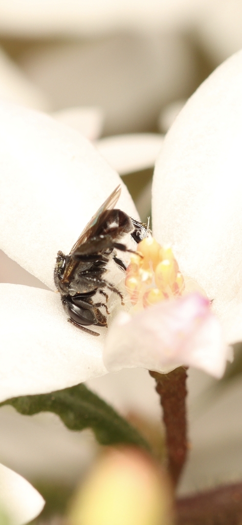 Narrow-waisted Wasps, Ants, and Bees from Arcadia NSW 2159, Australia ...