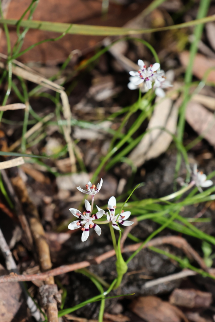 Early Nancy from Smiths Gully VIC 3760, Australia on September 15, 2024 ...