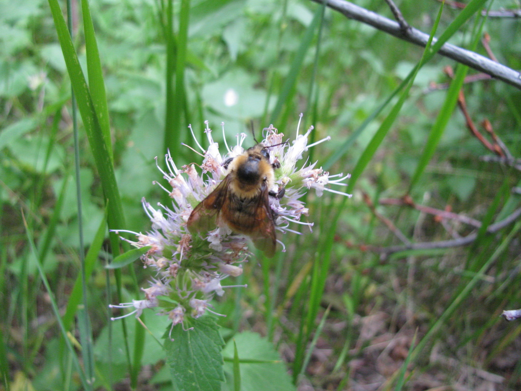 Red-belted Bumble Bee (Mount Rainier National Park Pollinator Guide 🐝 🦋 ...