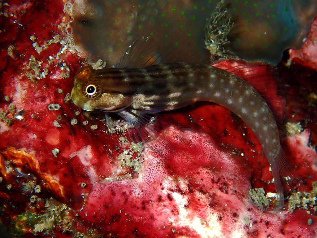 Palespotted Combtooth Blenny from Lembeh Magic rock on September 09 ...
