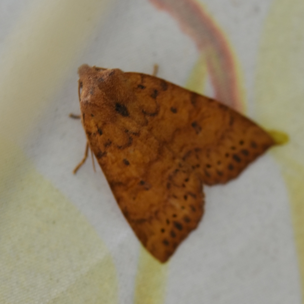 Dotted Sallow from Sevier County, TN, USA on September 9, 2024 at 03:01 ...