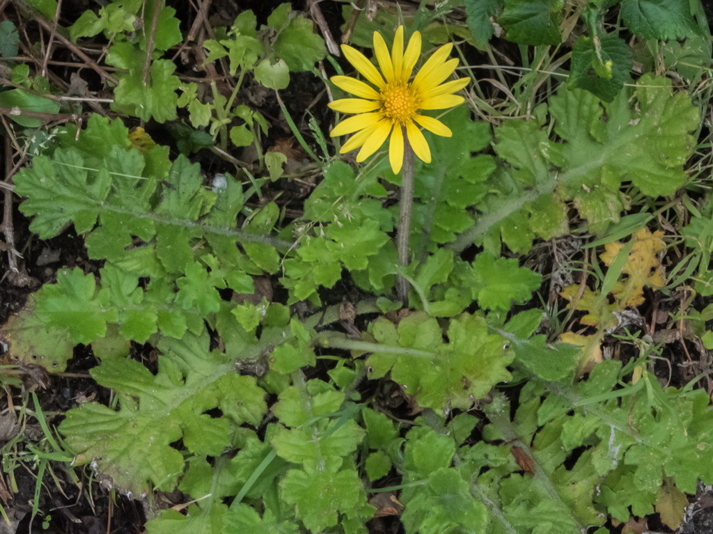 Prostrate Capeweed (Entabeni: Naturally Occuring Species - Fynbos ...