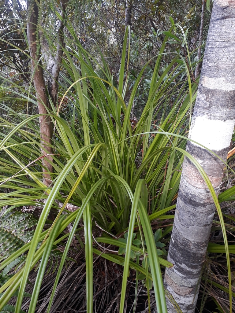 Kauri Grass from Aotea Conservation Park, NZ-AU-AL, NZ-AU, NZ on June ...