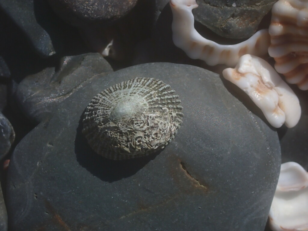 Cap-shaped False Limpet from Woolgoolga NSW 2456, Australia on ...