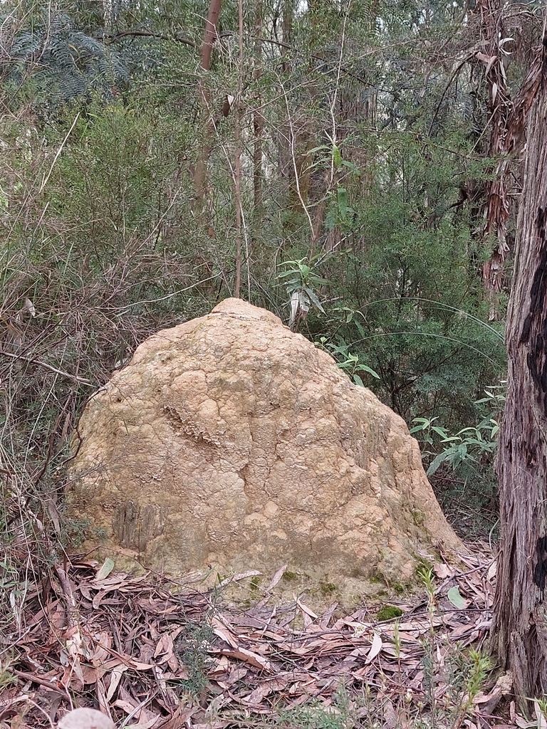 Milk Termite from Crossover VIC 3821, Australia on September 20, 2024 ...