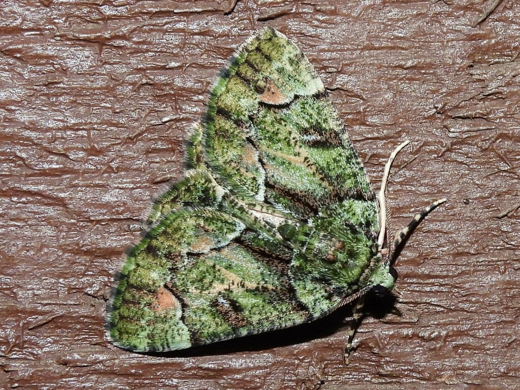 Tea-Tree Emerald from Coomba Park NSW 2428, Australia on September 20 ...