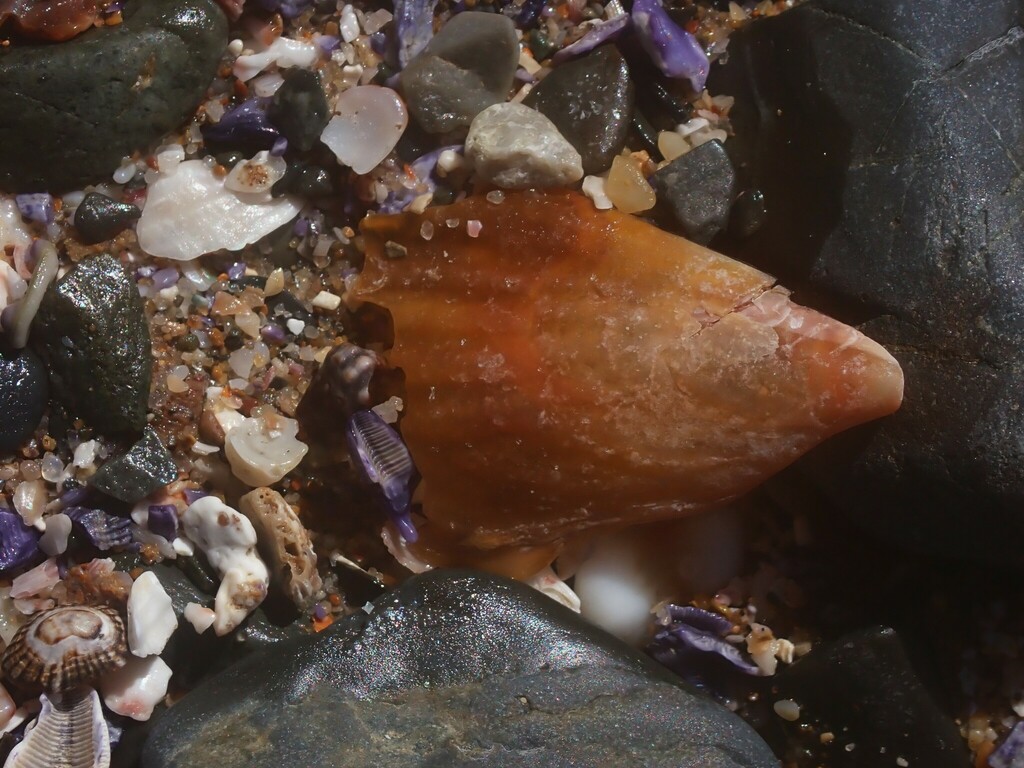 Baggy Pen Shell from Woolgoolga NSW 2456, Australia on September 20 ...