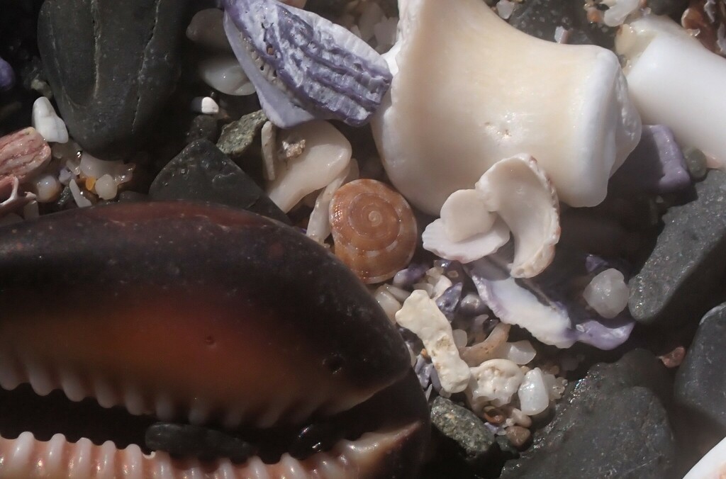 Heliacus implexus from Woolgoolga NSW 2456, Australia on September 20, 2024 at 01:53 PM by ...