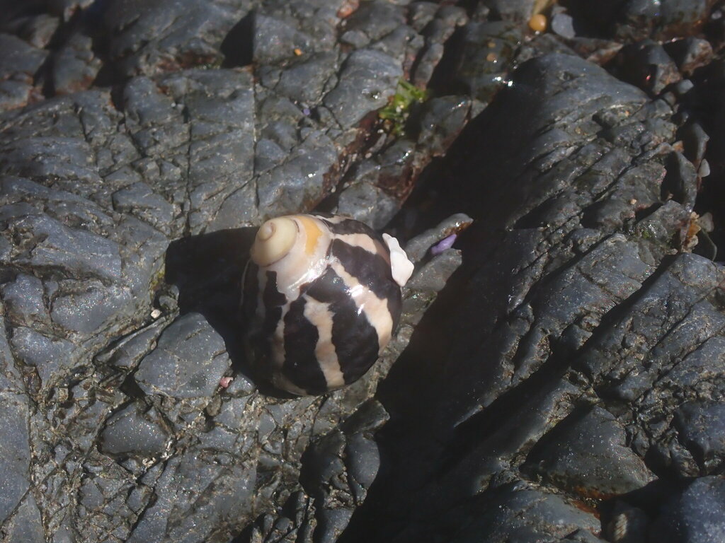 Zebra Top Snail from Woolgoolga NSW 2456, Australia on September 20 ...