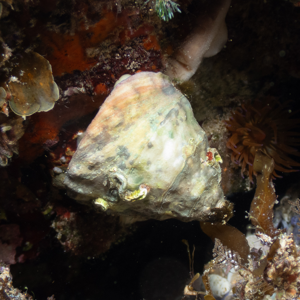 Common Tent Shell from Low Reef, NSW 2456, Australia on September 20 ...