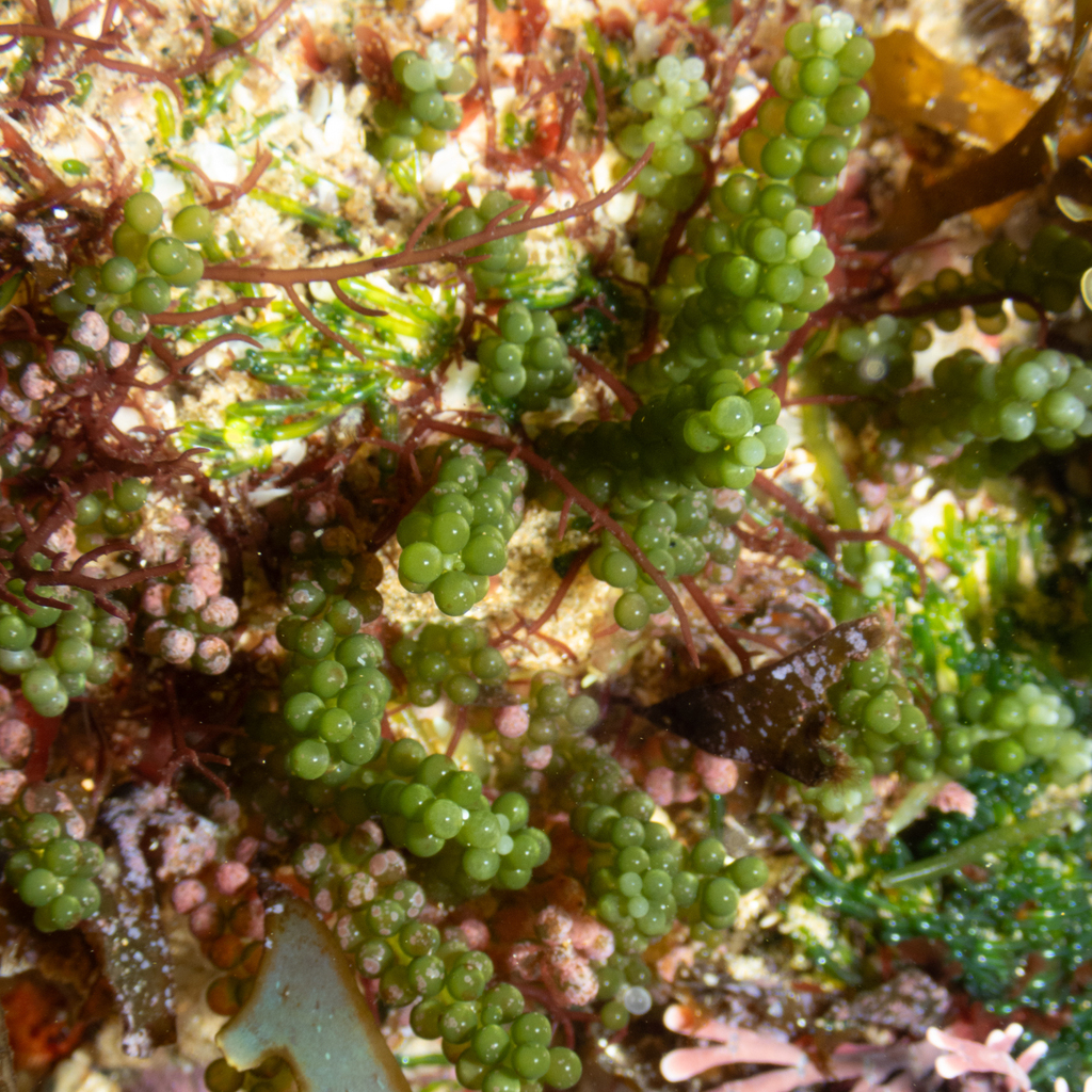 Sea Grapes from Low Reef, NSW 2456, Australia on September 20, 2024 at ...