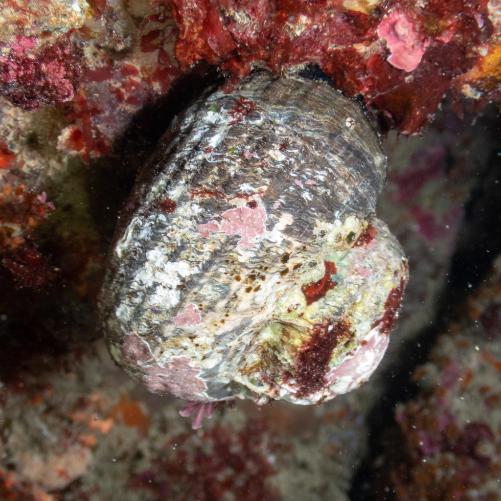 Rough turban shell from Low Reef, NSW 2456, Australia on September 20 ...