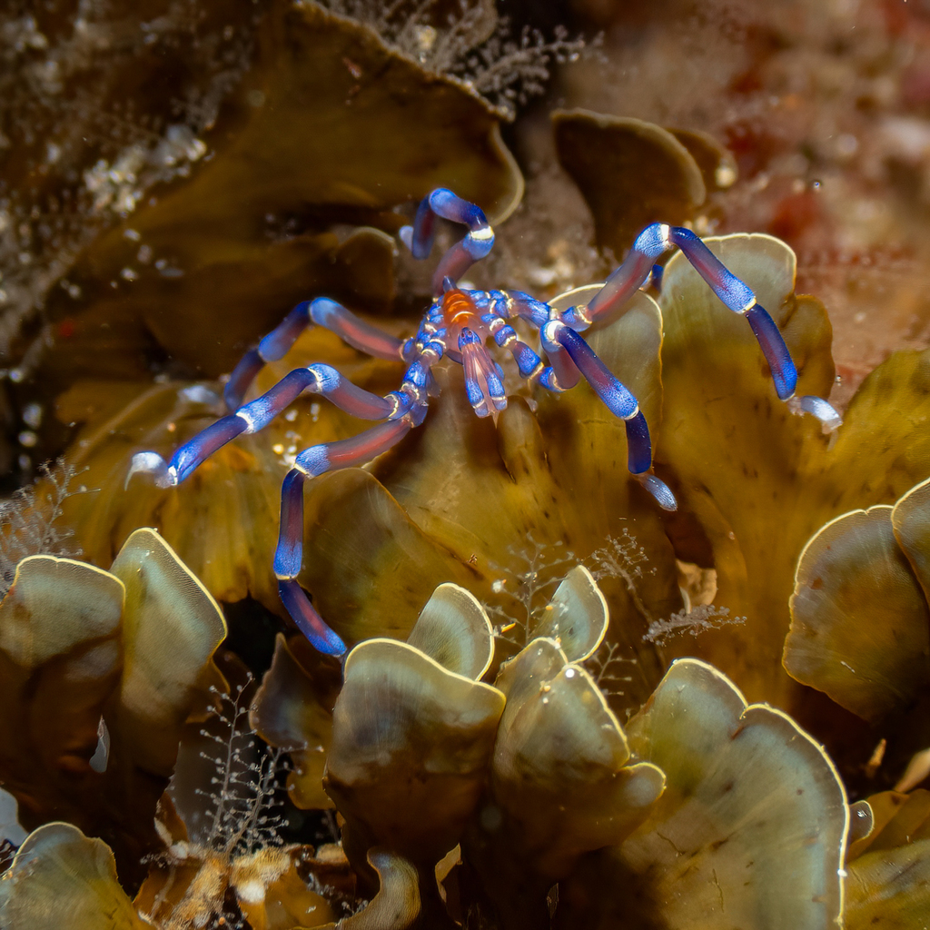 Evan's Sea Spider from Low Reef, NSW 2456, Australia on September 20 ...