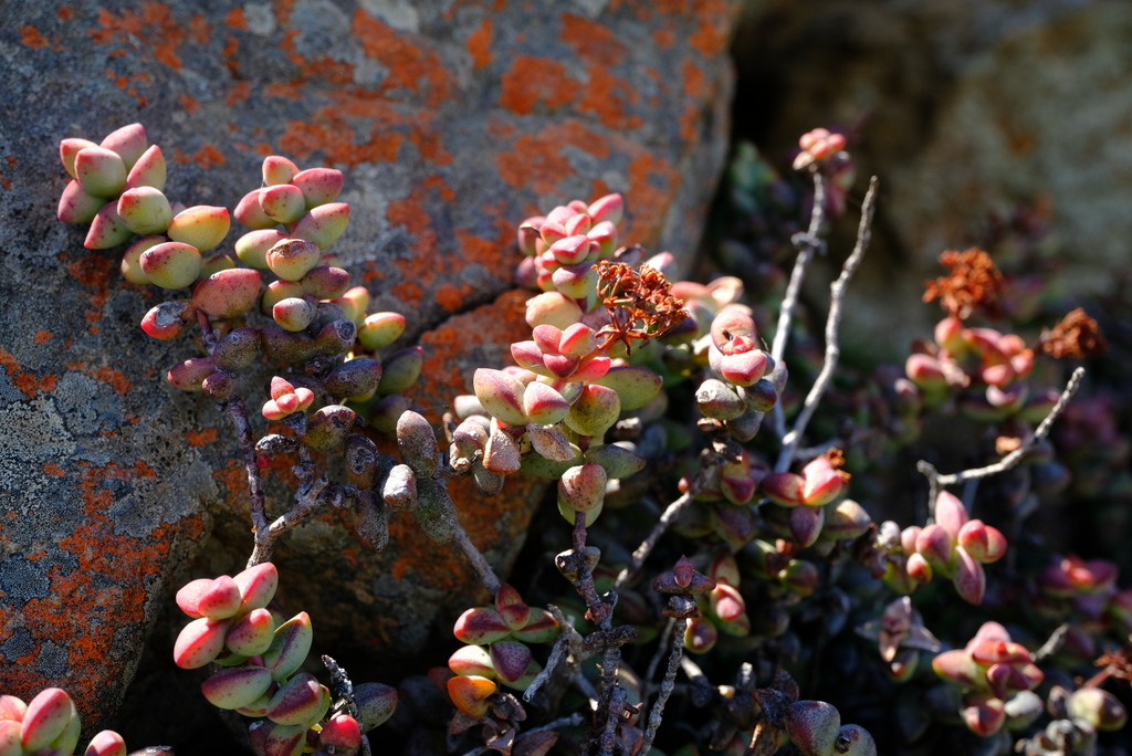 Kebab Bush from b5 on September 18, 2024 at 12:28 PM by Nick Helme ...