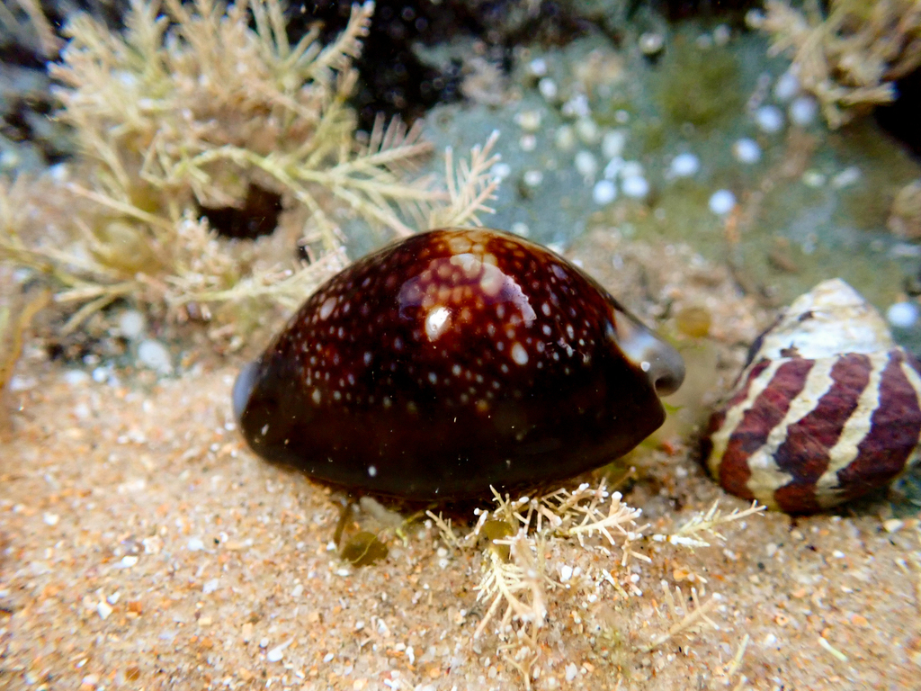 Snakehead Cowrie from Bateau Bay Beach, NSW, Australia on September 20 ...