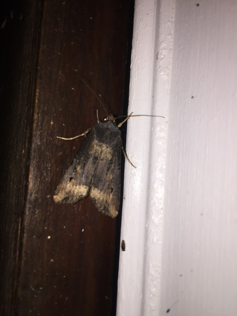 Ipsilon Dart Moth from Harford County, MD, USA on June 27, 2019 at 10: ...