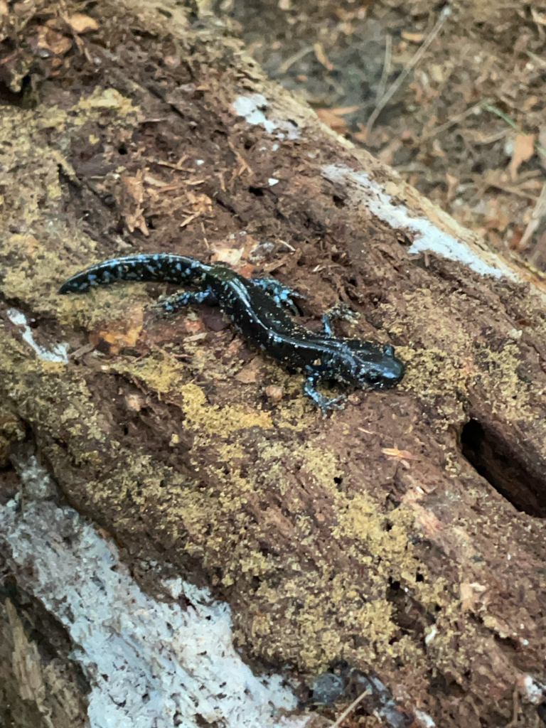 Blue-spotted Salamander in September 2024 by thereiiv · iNaturalist