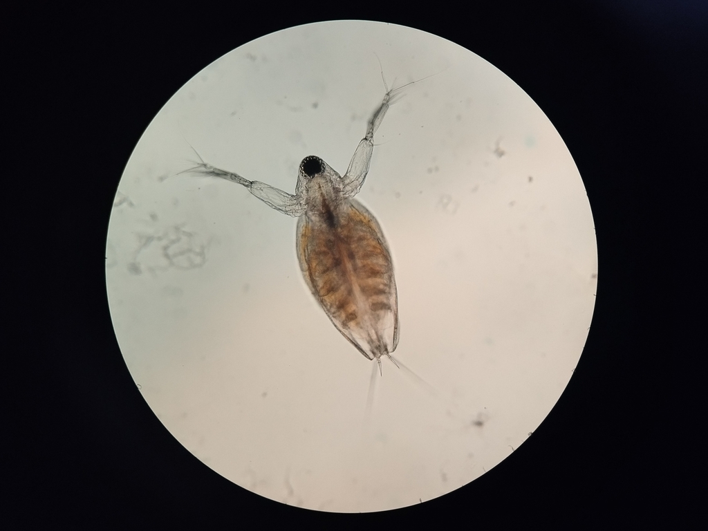 Sididae from 6FVG+4V - Morangaba, Campos dos Goytacazes - RJ, Brasil on ...