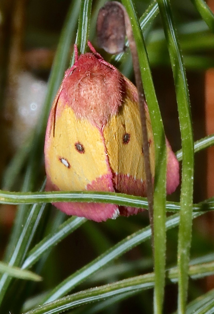 Pink Star Moth from Windham, Vermont, United States on July 22, 2016 at ...