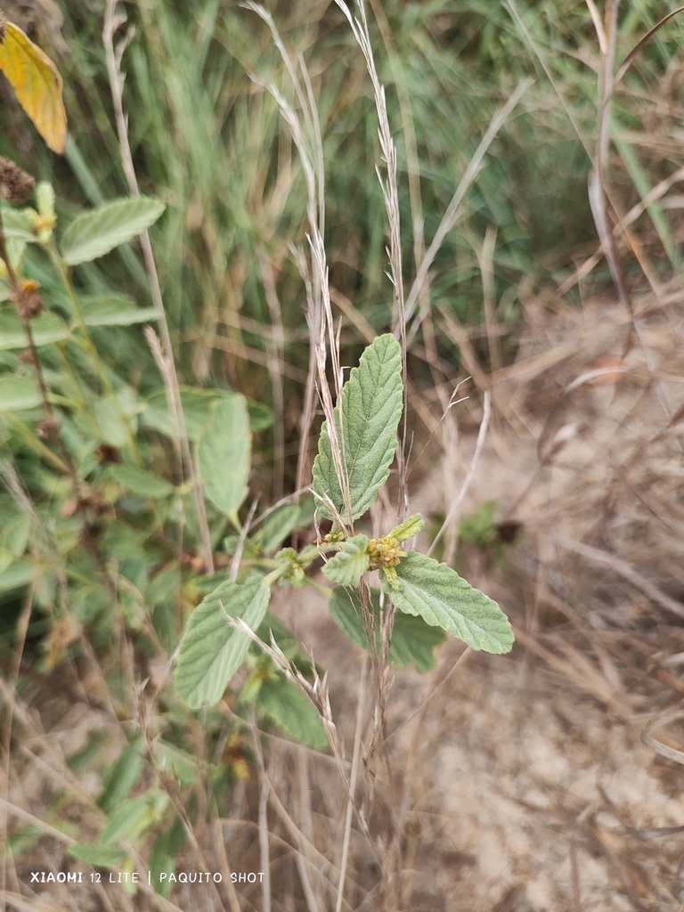 Waltheria from Machanga, Mozambique on September 20, 2024 at 02:58 PM ...
