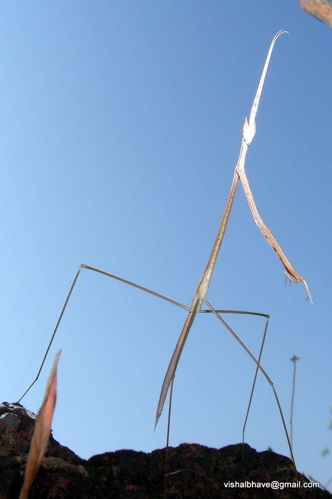 Indian Grass Mantis (insects of mumbai) · iNaturalist