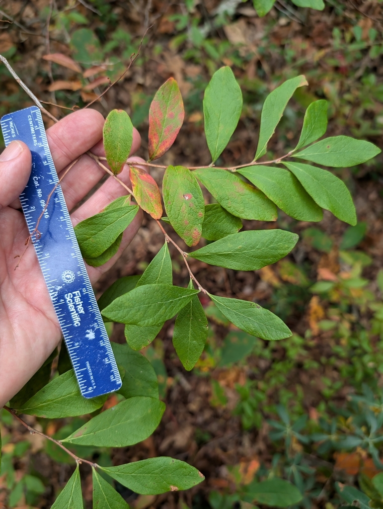 dangleberry from Plymouth, MA 02360, USA on September 18, 2024 at 02:18 ...