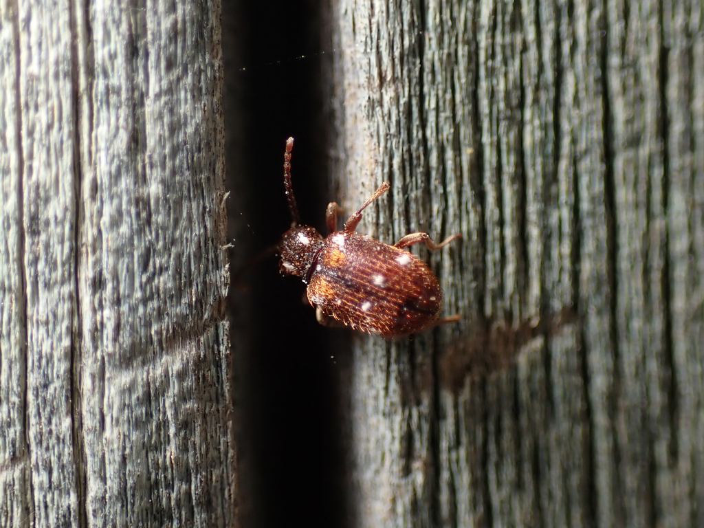 Ptinus from Stockwell SA 5355, Australia on September 20, 2024 at 10:32 ...