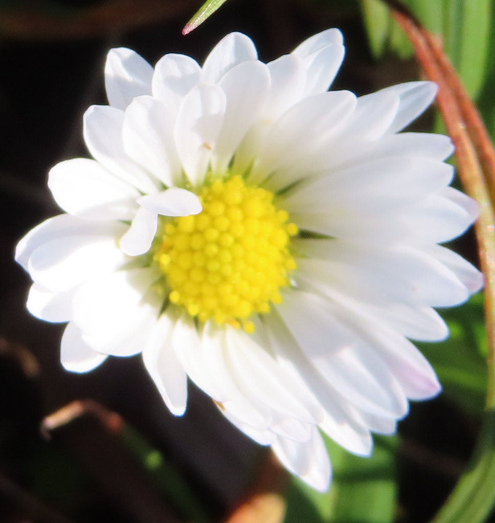 Lawn daisy from Cappagh, Co. Donegal, Ireland on September 20, 2024 at ...