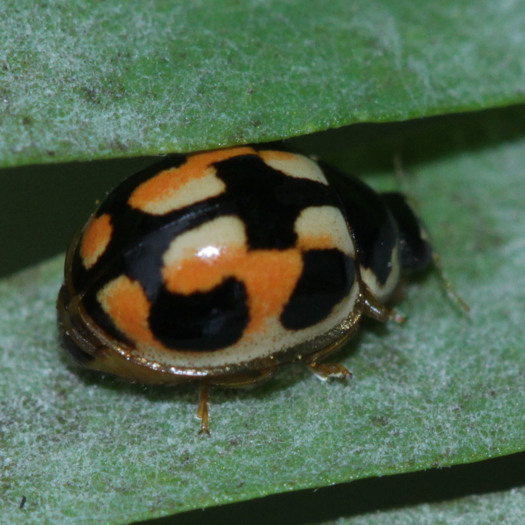 Propylea from 5 Chome Shirokanedai, Minato City, Tokyo 108-0071, Japan ...