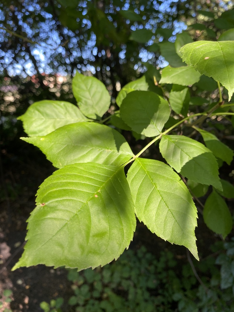 green ash from Concordia College, Moorhead, MN, US on September 20 ...