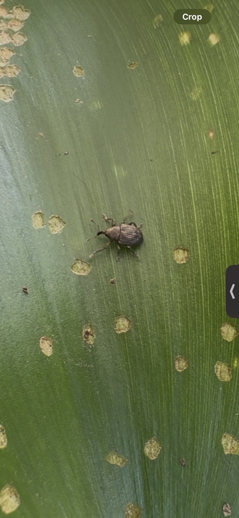 Mottled Waterhyacinth Weevil from College Ave, Davie, FL, US on ...