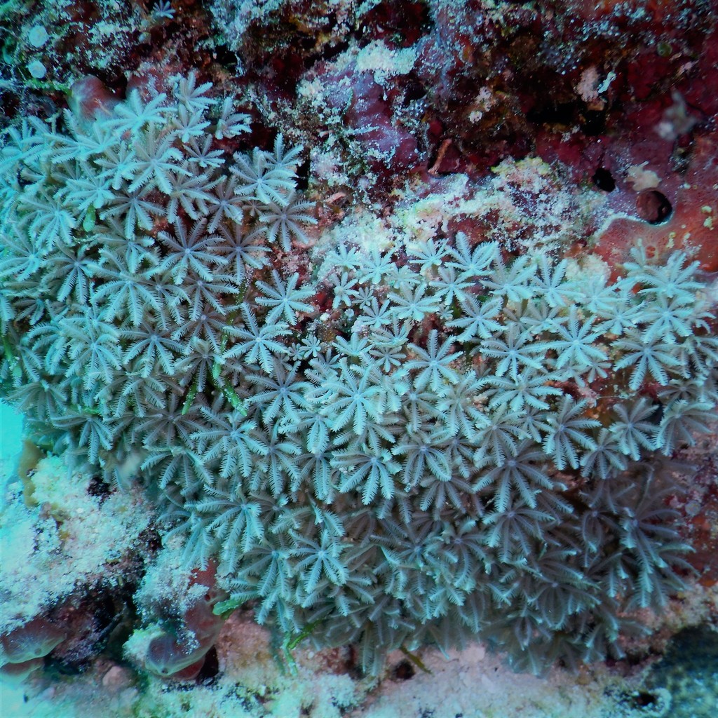 Clavularia in March 2019 by Pierre-Andre Adam · iNaturalist