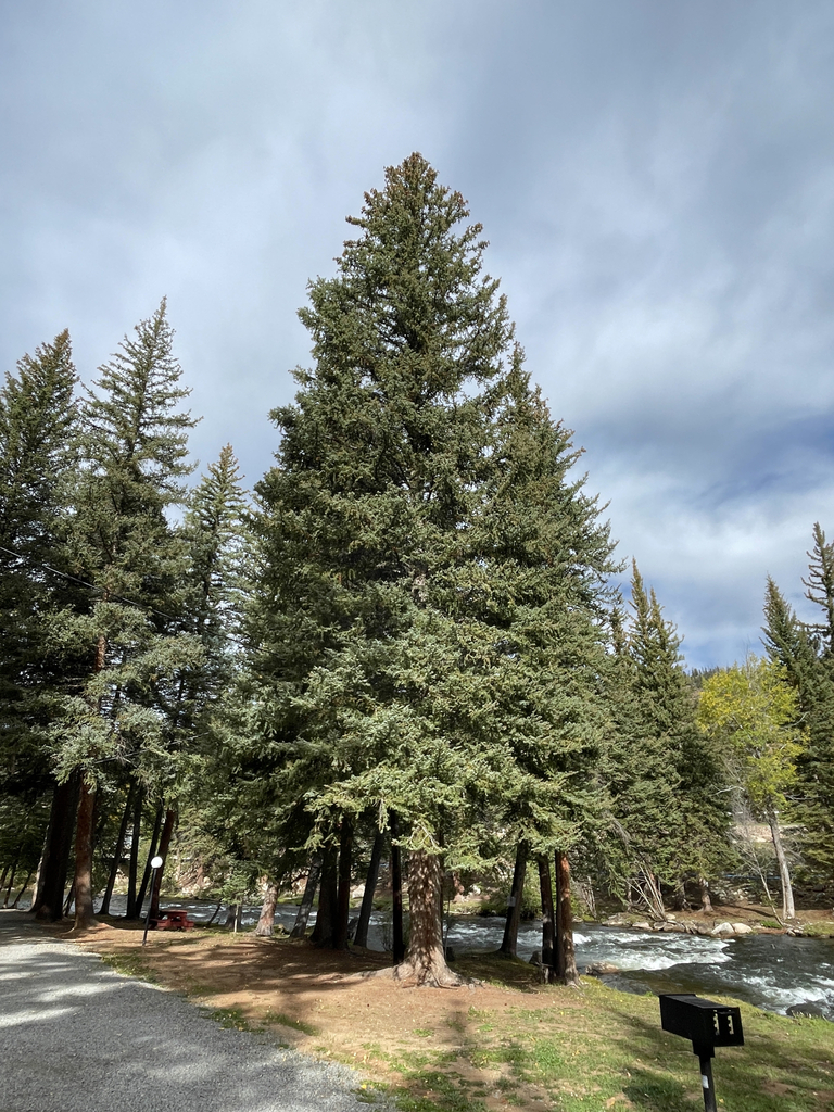 blue spruce from Taylor River Acres, Almont, CO, US on September 20 ...