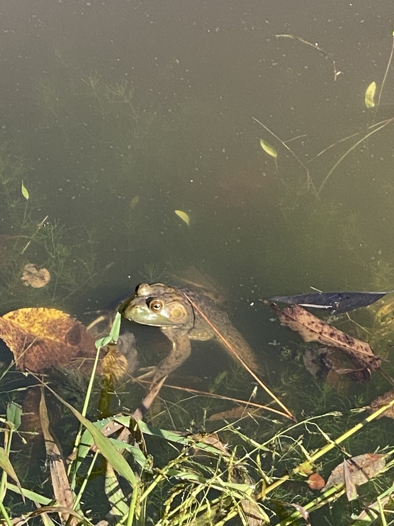 American Bullfrog from Neshkoro, WI, US on September 20, 2024 at 10:13 ...