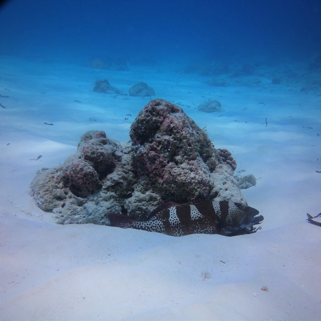 Blacksaddle Coralgrouper in March 2019 by Pierre-Andre Adam · iNaturalist