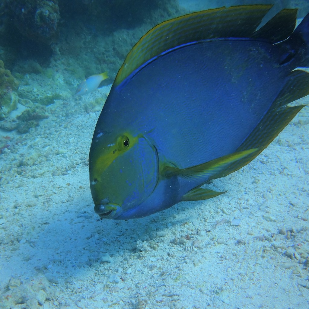 Acanthurus from Farquhar Group, Seychelles on March 15, 2019 at 04:23 ...