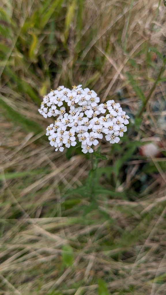 common yarrow from Bridgnorth, UK on September 20, 2024 at 04:28 PM by ...