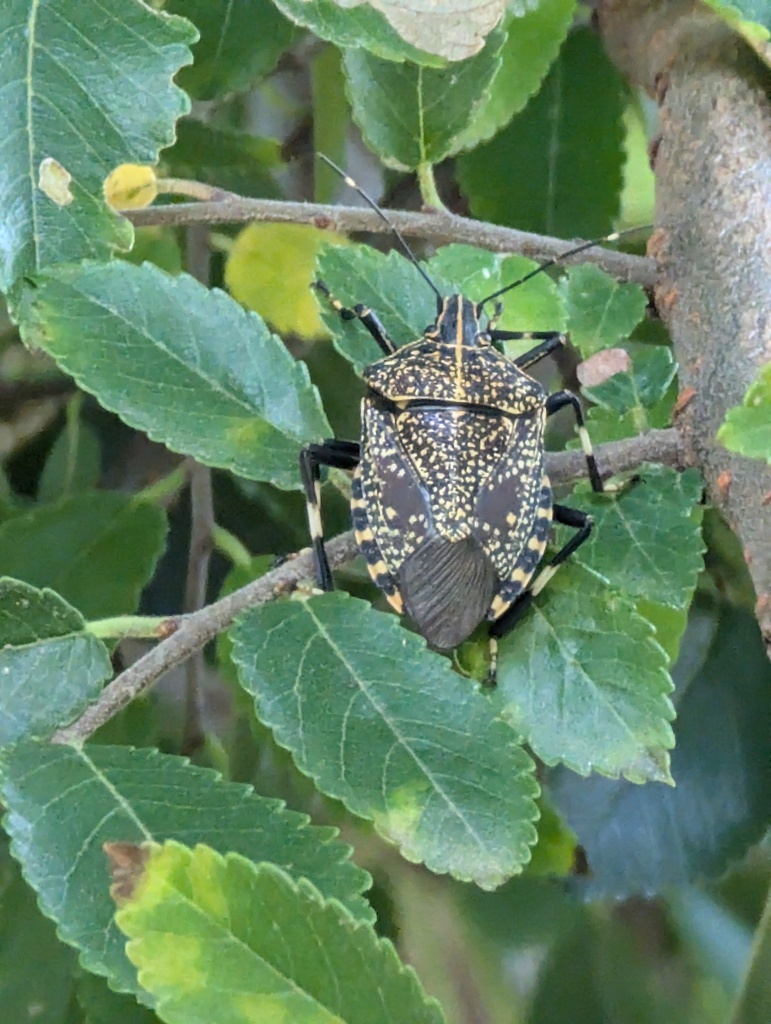 Yellow-spotted Stink Bug from Tempozan, Minato Ward, Osaka, 日本 on ...