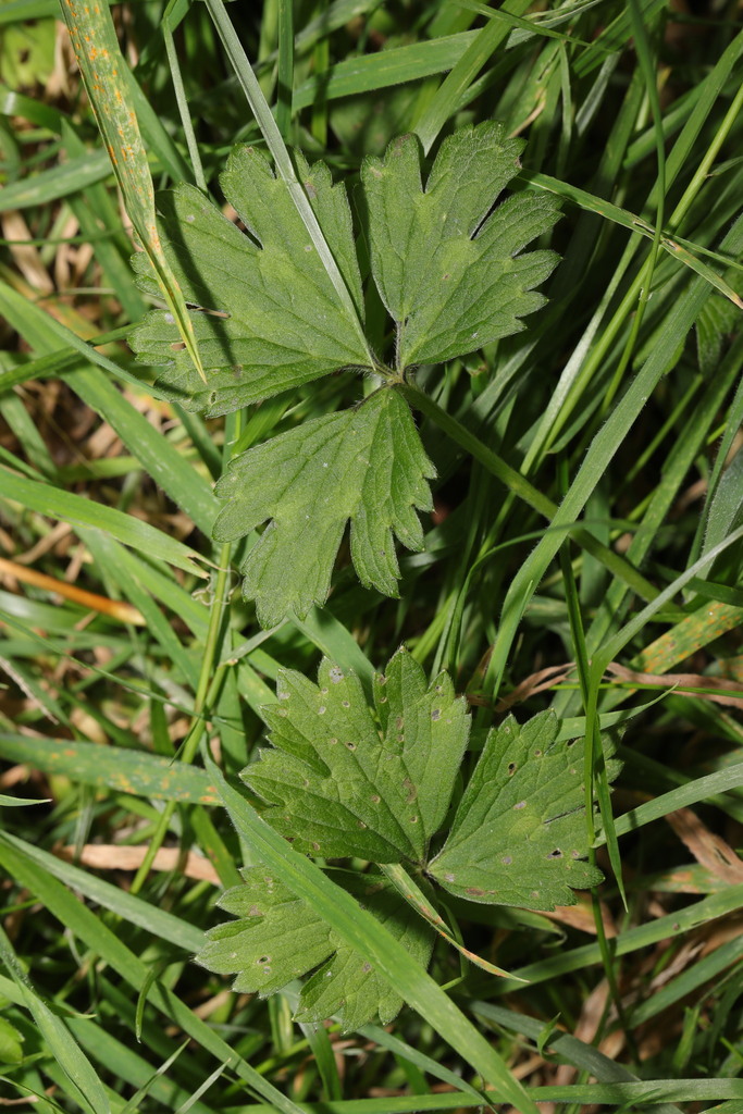 Creeping buttercup from Sefton Park, Mossley Hill Drive, Mossley Hill ...